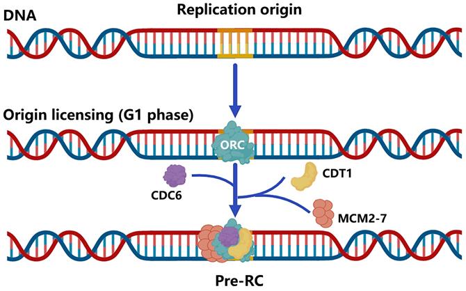 DNA Replication Licensing Factors: Novel Targets for Cancer Therapy via ...
