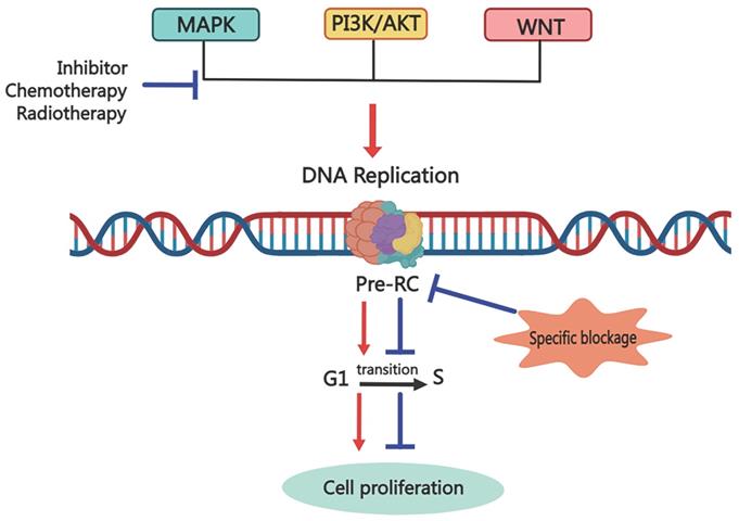 DNA Replication Licensing Factors: Novel Targets for Cancer Therapy via ...
