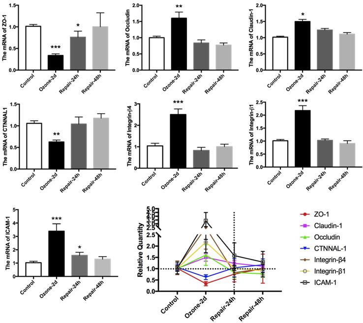 Integrin-β4 regulates the dynamic changes of phenotypic characteristics ...