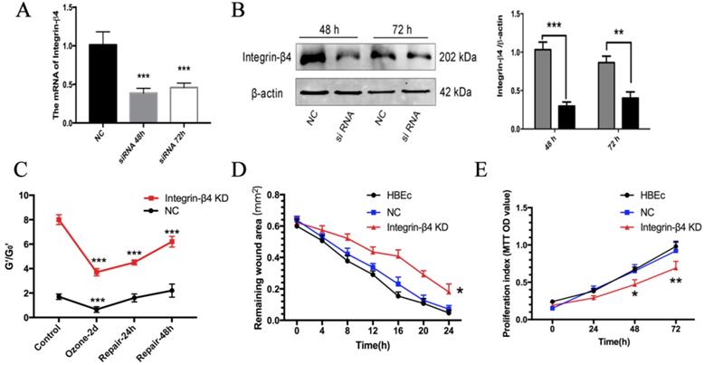 Integrin-β4 regulates the dynamic changes of phenotypic characteristics ...