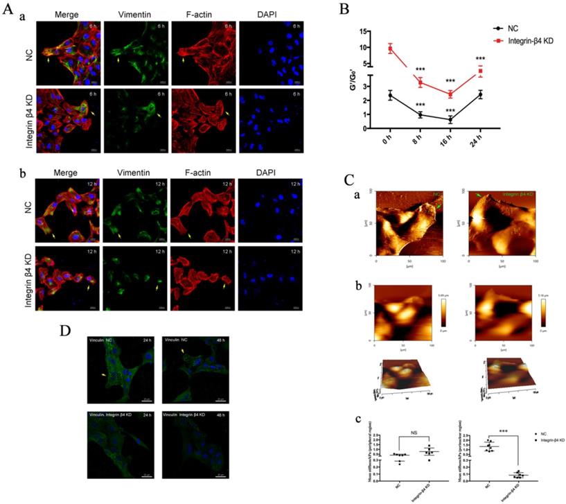Integrin-β4 regulates the dynamic changes of phenotypic characteristics ...