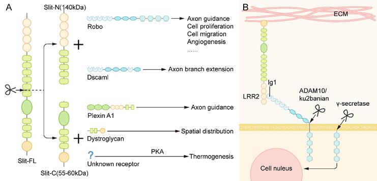 Role of Slit/Robo Signaling pathway in Bone Metabolism