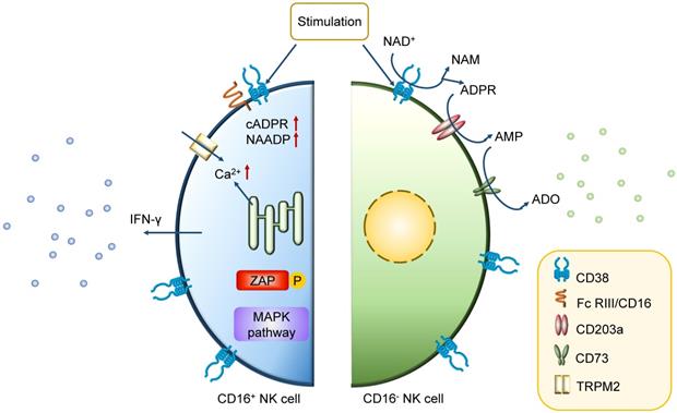 Regulation of CD38 on Multiple Myeloma and NK Cells by Monoclonal ...