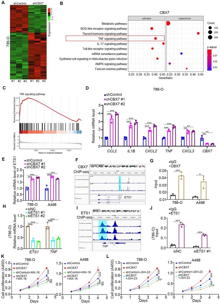 The RNF26/CBX7 axis modulates the TNF pathway to promote cell ...