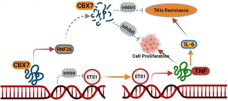 The RNF26/CBX7 axis modulates the TNF pathway to promote cell ...