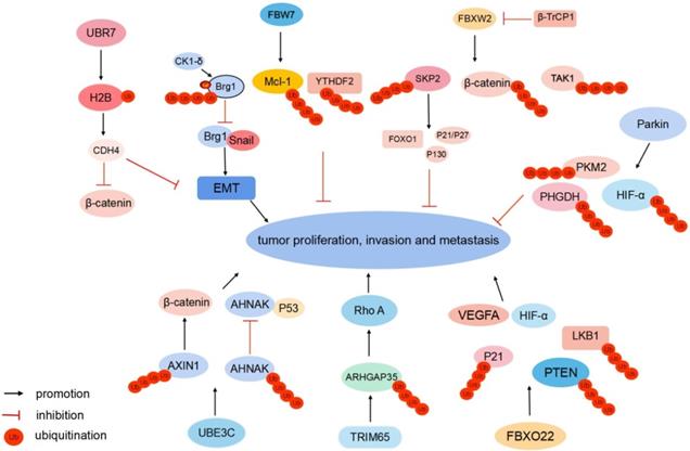 The role of ubiquitination and deubiquitination in tumor invasion and ...