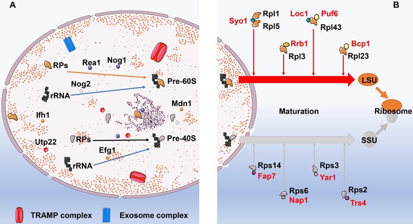 Eukaryotic ribosome quality control system: a potential therapeutic ...
