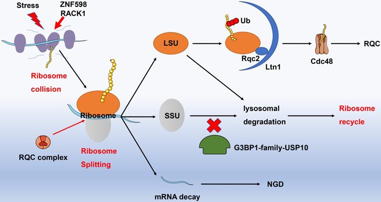 Eukaryotic ribosome quality control system: a potential therapeutic ...