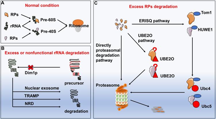 Eukaryotic ribosome quality control system: a potential therapeutic ...