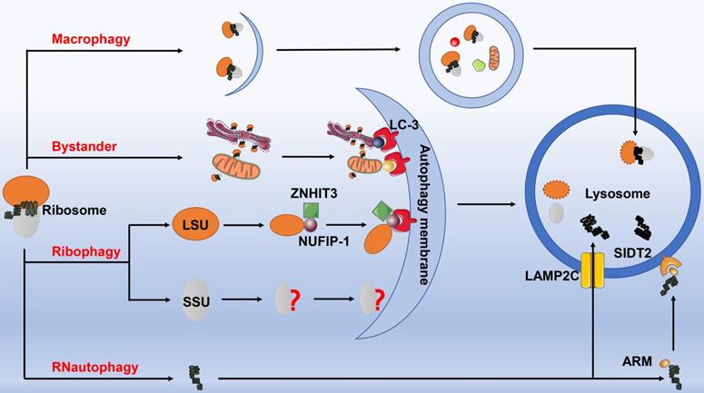 Eukaryotic ribosome quality control system: a potential therapeutic ...