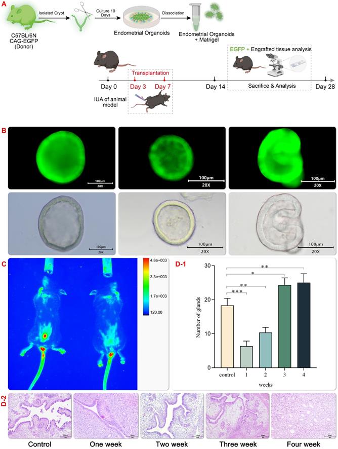 Organoid Transplantation Can Improve Reproductive Prognosis by ...