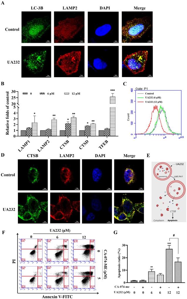 Ursolic Acid Derivative UA232 Promotes Tumor Cell Apoptosis by Inducing ...