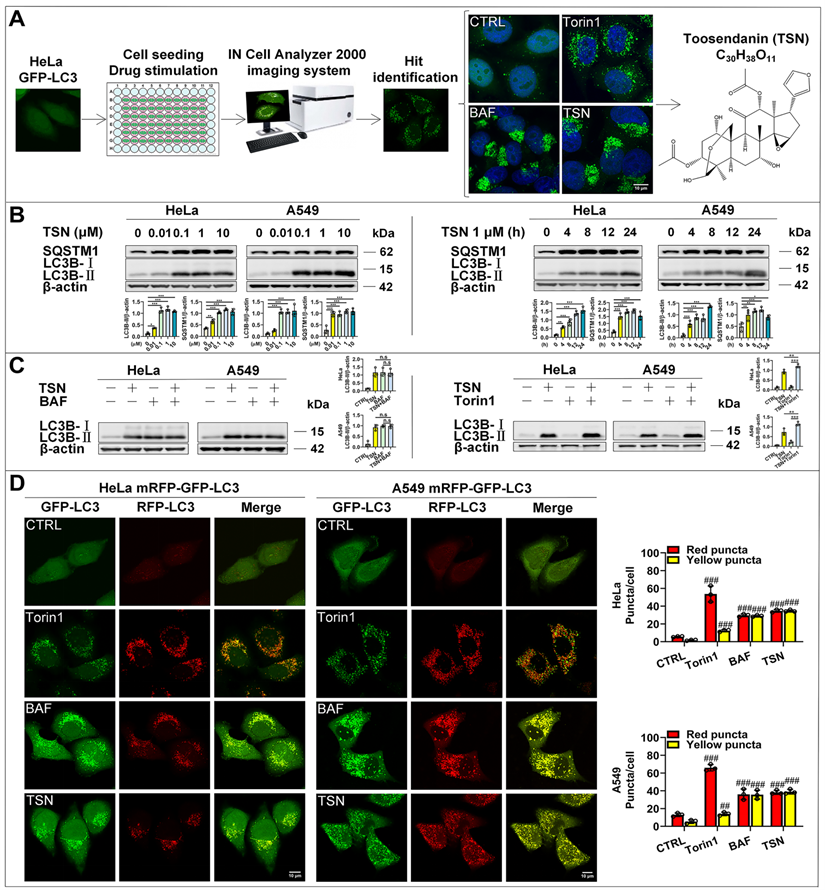 Toosendanin, a novel potent vacuolar-type H+-translocating ATPase ...