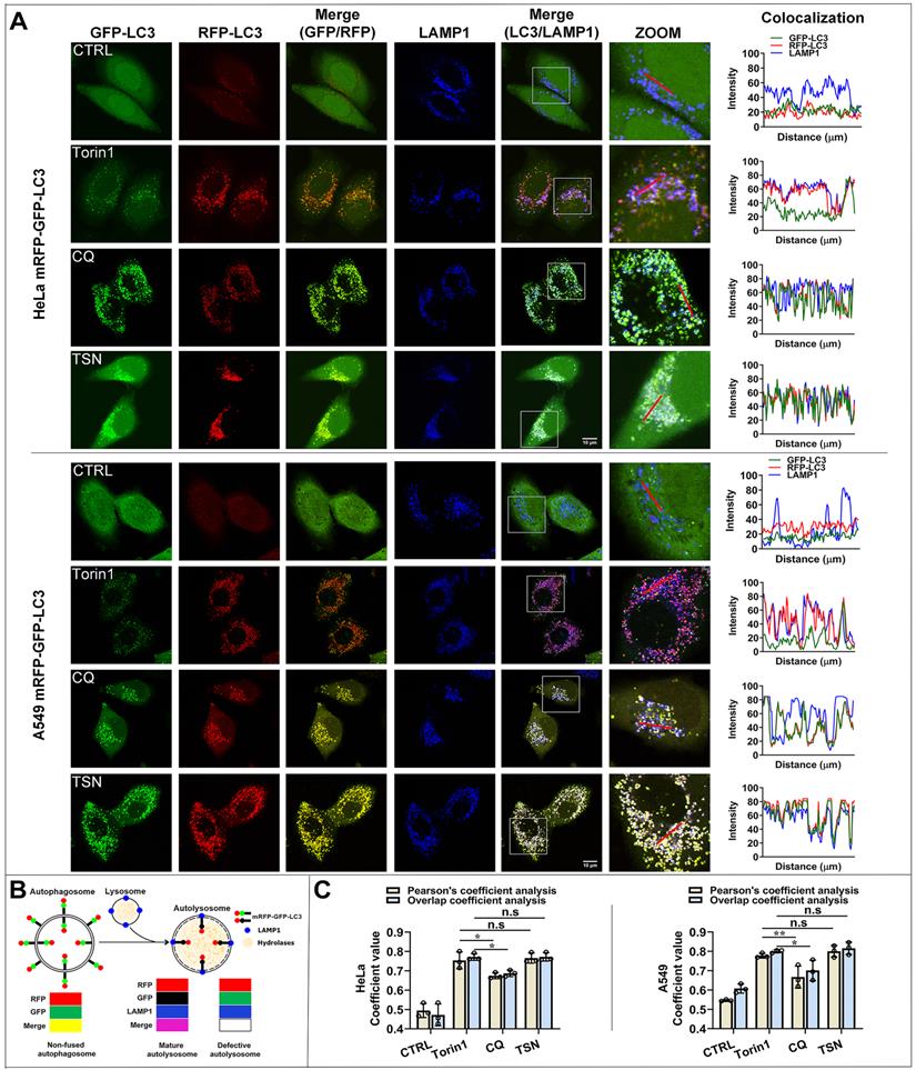 Toosendanin, a novel potent vacuolar-type H+-translocating ATPase ...
