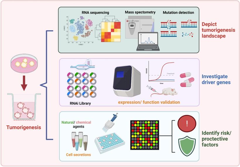 Organoids in recapitulating tumorigenesis driven by risk factors ...