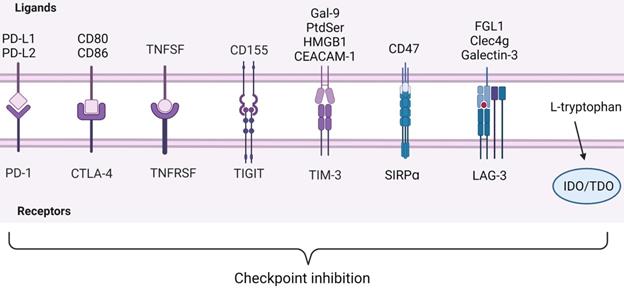 New insights into checkpoint inhibitor immunotherapy and its combined ...
