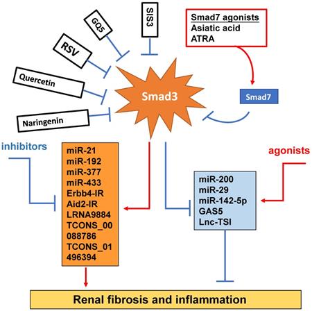 Smad3 Signatures in Renal Inflammation and Fibrosis