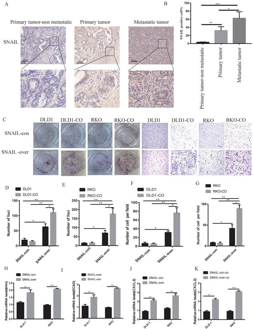 SNAIL Induces EMT and Lung Metastasis of Tumours Secreting CXCL2 to ...
