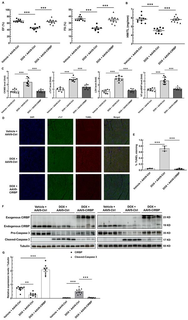 CIRBP-OGFR axis safeguards against cardiomyocyte apoptosis and ...
