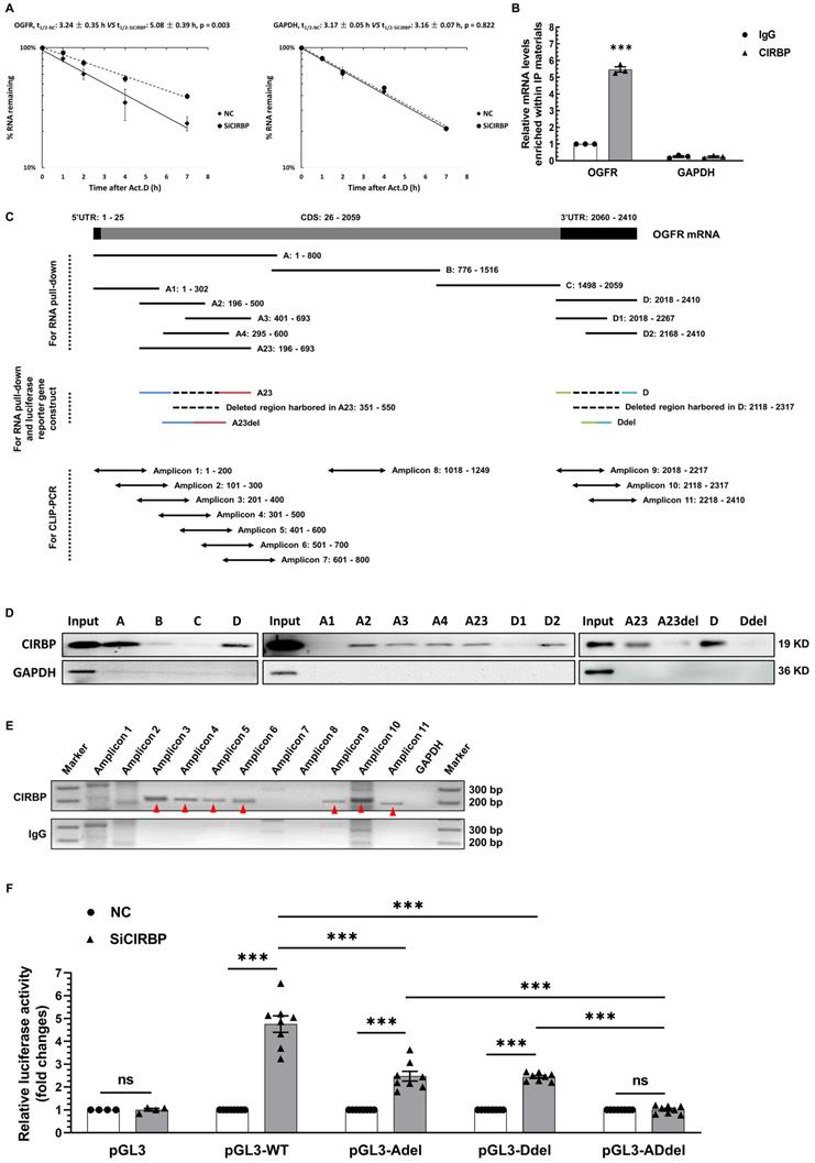CIRBP-OGFR axis safeguards against cardiomyocyte apoptosis and ...