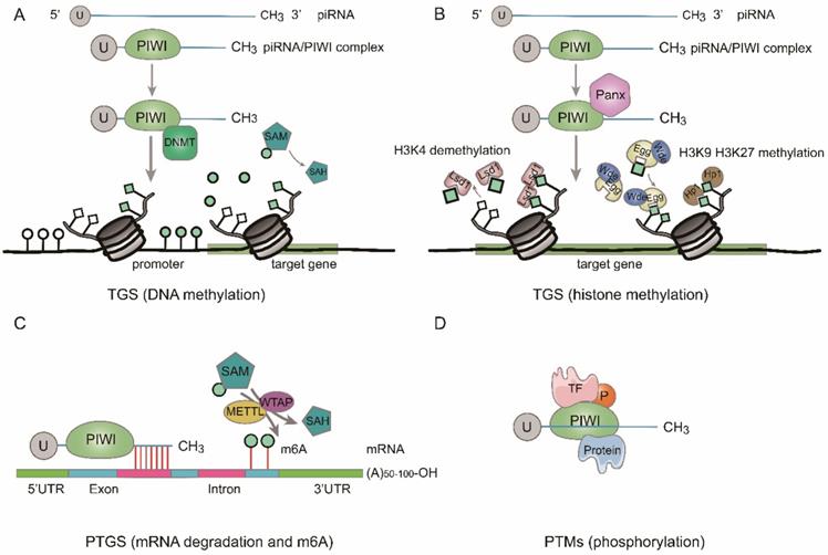 The regulatory function of piRNA/PIWI complex in cancer and other human ...