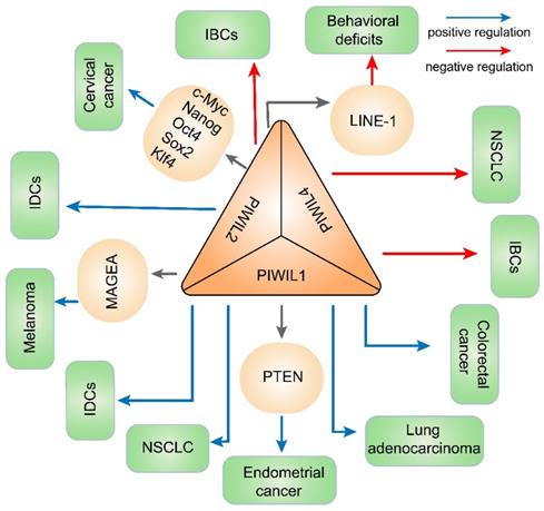 The regulatory function of piRNA/PIWI complex in cancer and other human ...