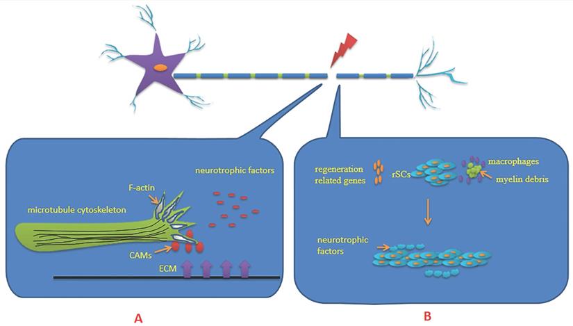 Role of Non-coding RNAs in Axon Regeneration after Peripheral Nerve Injury
