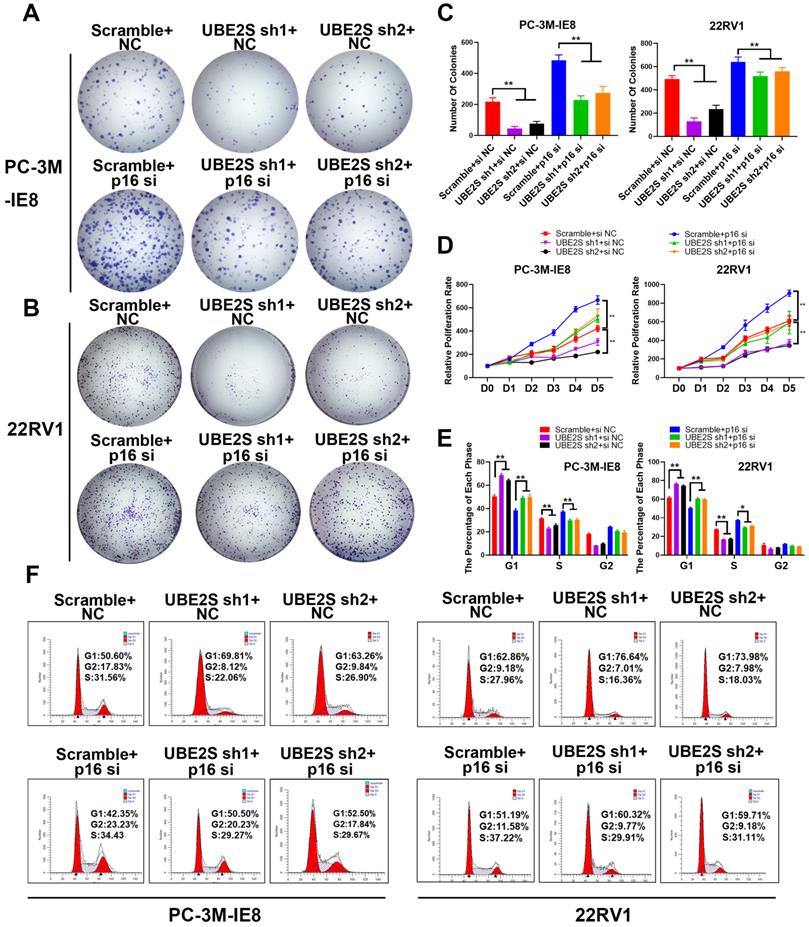 UBE2S as a novel ubiquitinated regulator of p16 and β-catenin to ...