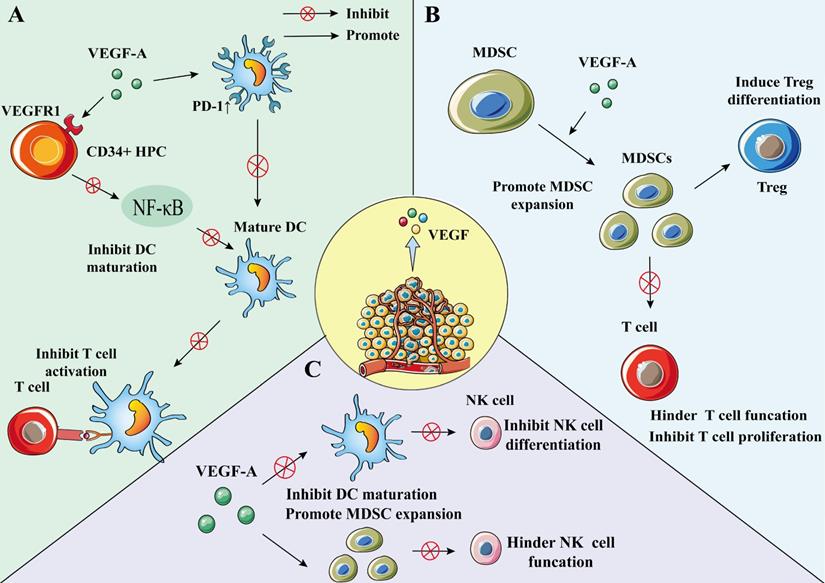 VEGF/VEGFR-Targeted Therapy and Immunotherapy in Non-small Cell Lung ...