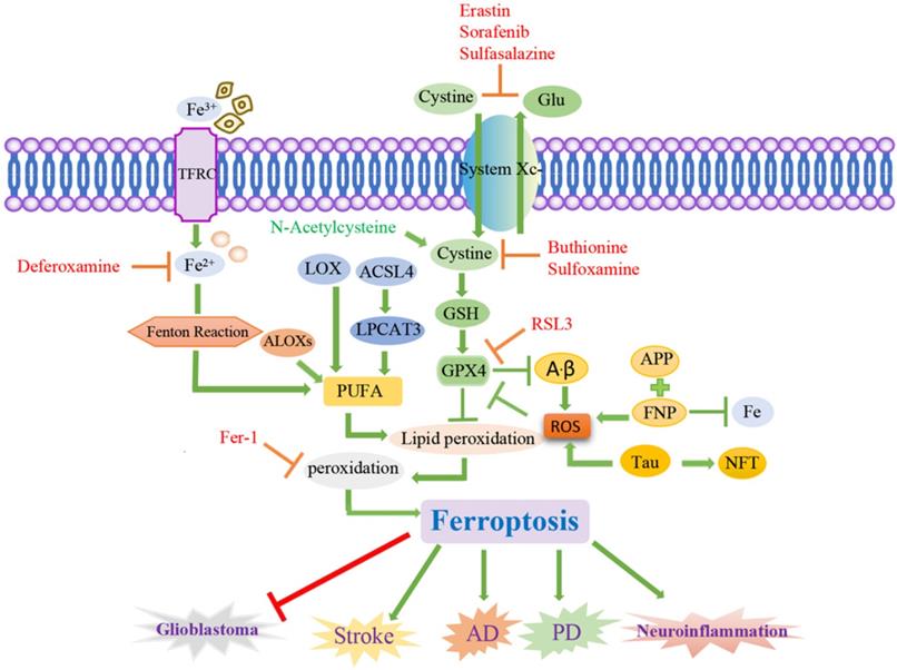 Emerging Mechanisms and Targeted Therapy of Ferroptosis in Neurological ...