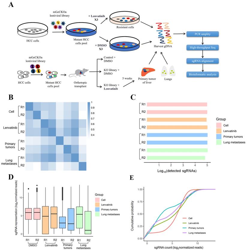 Genome-Wide CRISPR/Cas9 Library Screening Identified that DUSP4 ...