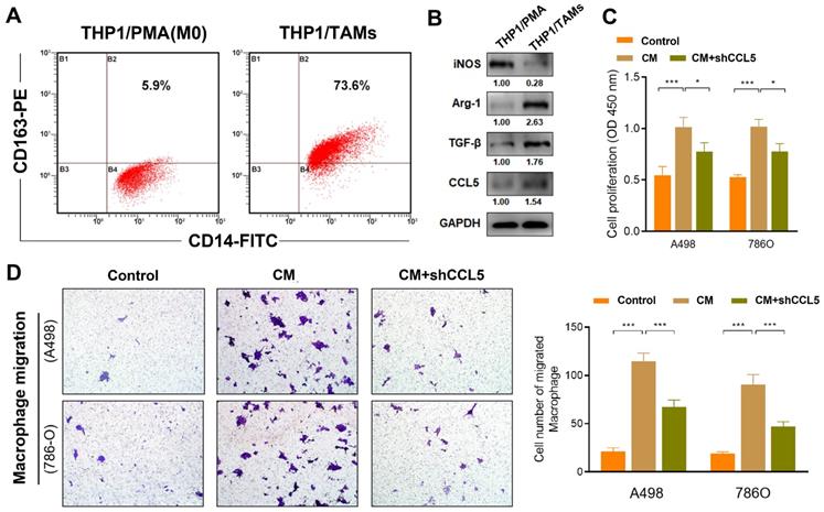 Tumor-associated macrophage-derived chemokine CCL5 facilitates the ...