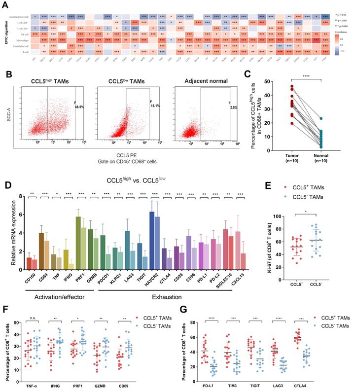Tumor-associated macrophage-derived chemokine CCL5 facilitates the ...
