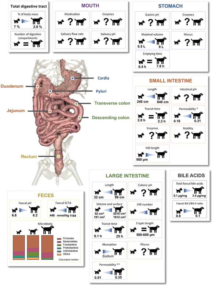 From Chihuahua to Saint-Bernard: how did digestion and microbiota ...