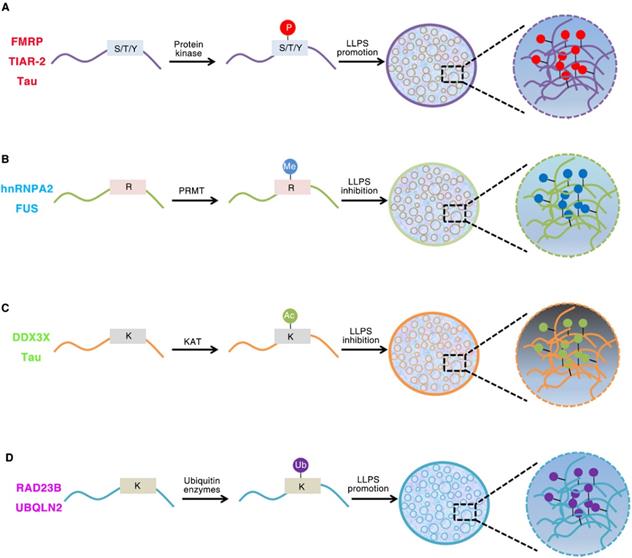 Phase separation in Cancer: From the Impacts and Mechanisms to ...