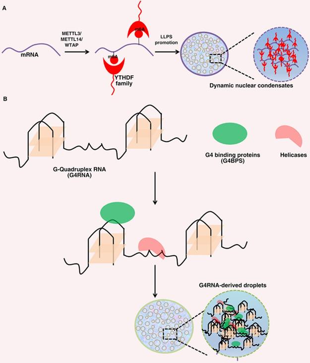 Phase separation in Cancer: From the Impacts and Mechanisms to ...