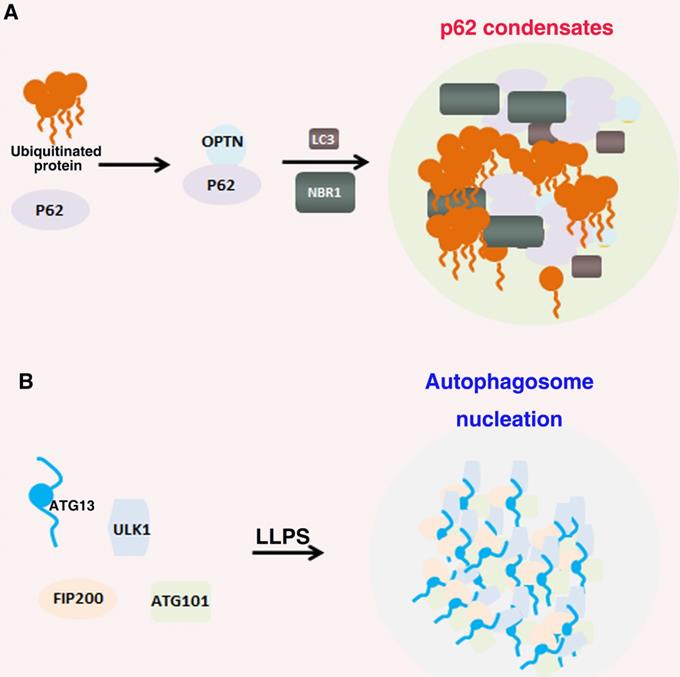 Phase separation in Cancer: From the Impacts and Mechanisms to ...