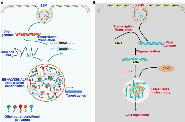 Phase separation in Cancer: From the Impacts and Mechanisms to ...