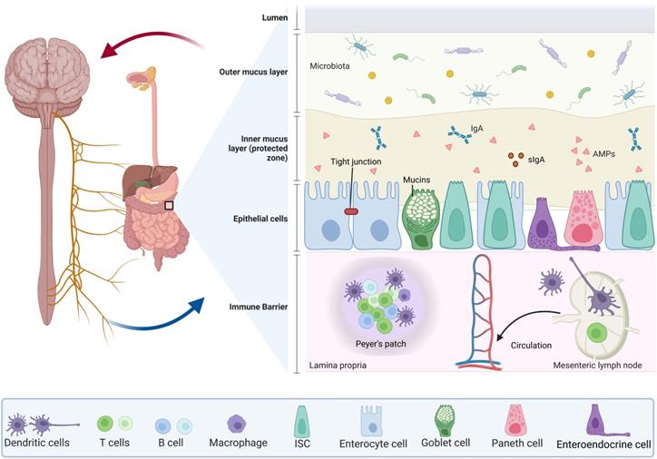 The role of intestinal stem cell within gut homeostasis: Focusing on ...