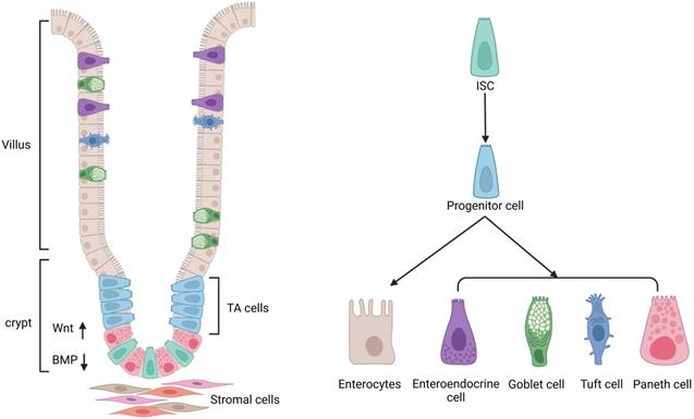 The role of intestinal stem cell within gut homeostasis: Focusing on ...