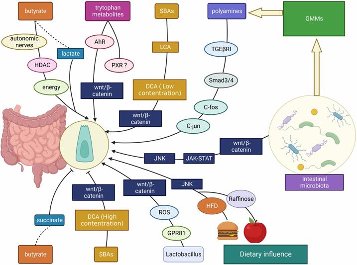 The role of intestinal stem cell within gut homeostasis: Focusing on ...