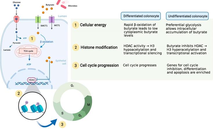 The role of intestinal stem cell within gut homeostasis: Focusing on ...