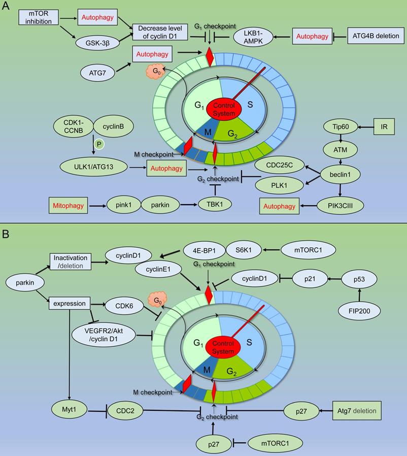 Autophagy-related Proteins in Genome Stability: Autophagy-Dependent and ...