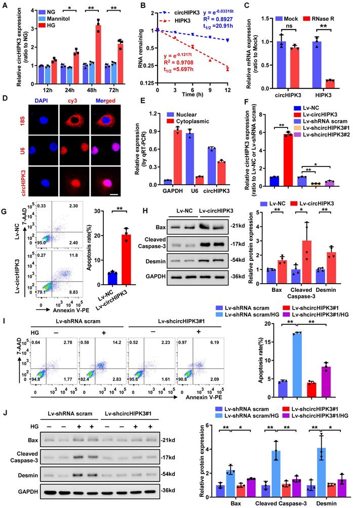 Regulation of Podocyte Injury by CircHIPK3/FUS Complex in Diabetic ...