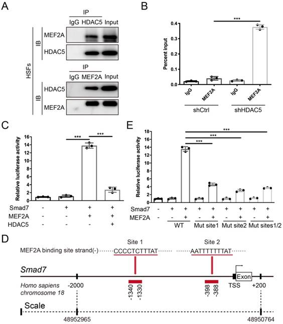 HDAC5-mediated Smad7 silencing through MEF2A is critical for fibroblast activation and ...