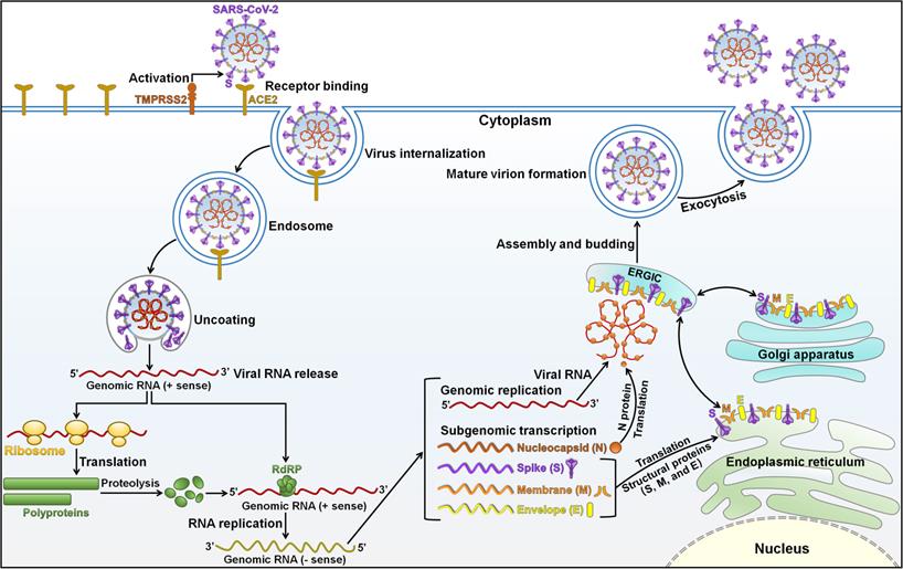 Pyroptotic cell death in SARS-CoV-2 infection: revealing its roles ...