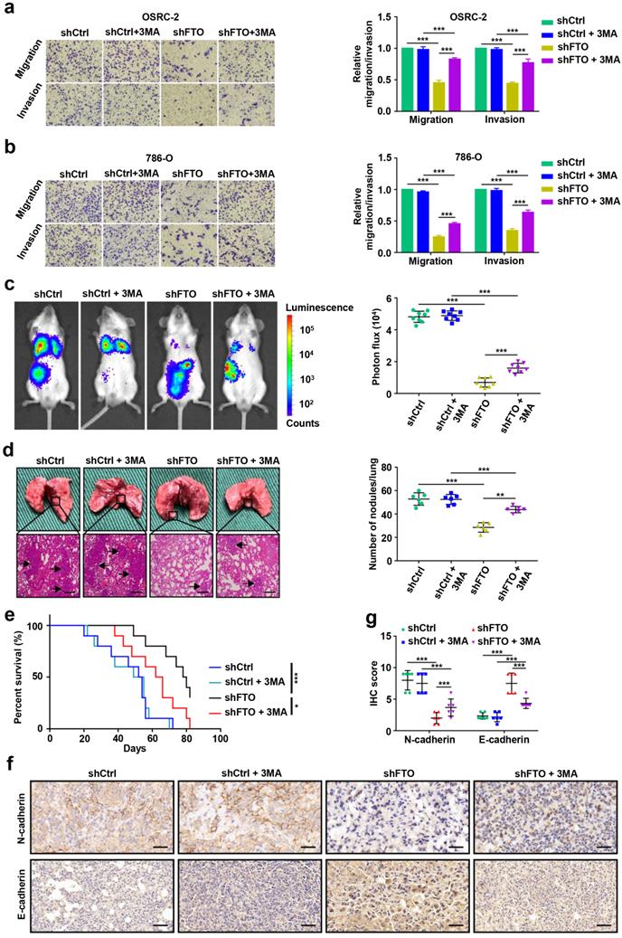 FTO-mediated autophagy promotes progression of clear cell renal cell ...