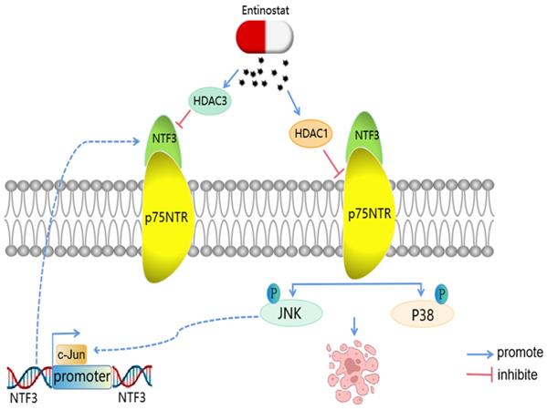Neurotrophin3 promotes hepatocellular carcinoma apoptosis through the ...