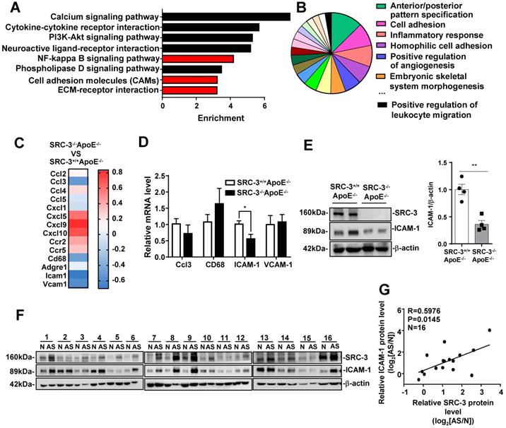 SRC-3 deficiency prevents atherosclerosis development by decreasing ...