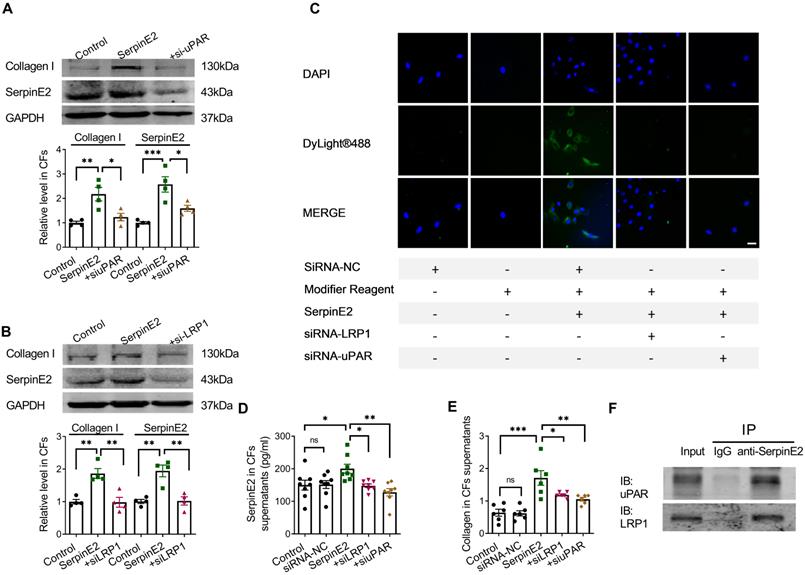 Endocytosis of Peptidase Inhibitor SerpinE2 promotes Myocardial ...